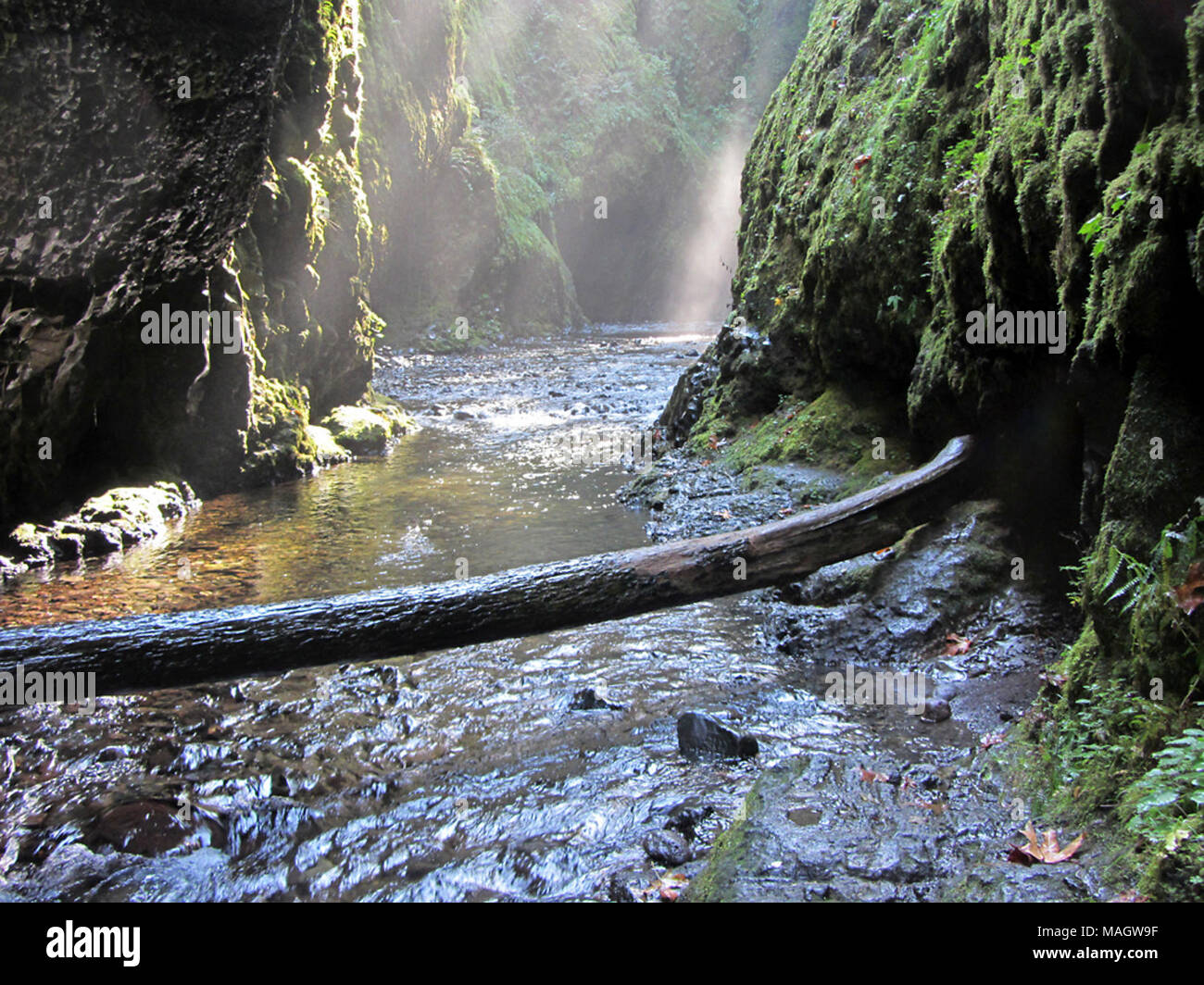 Oneonta Gorge at Columbia River Gorge in OR Stock Photo - Alamy