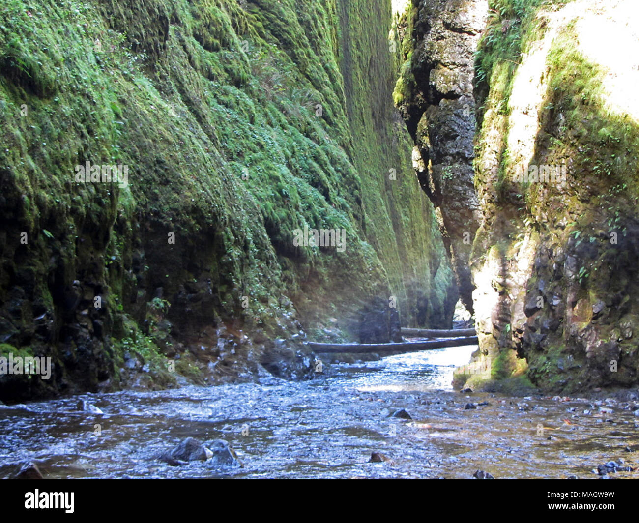 Oneonta Gorge at Columbia River Gorge in OR Stock Photo - Alamy
