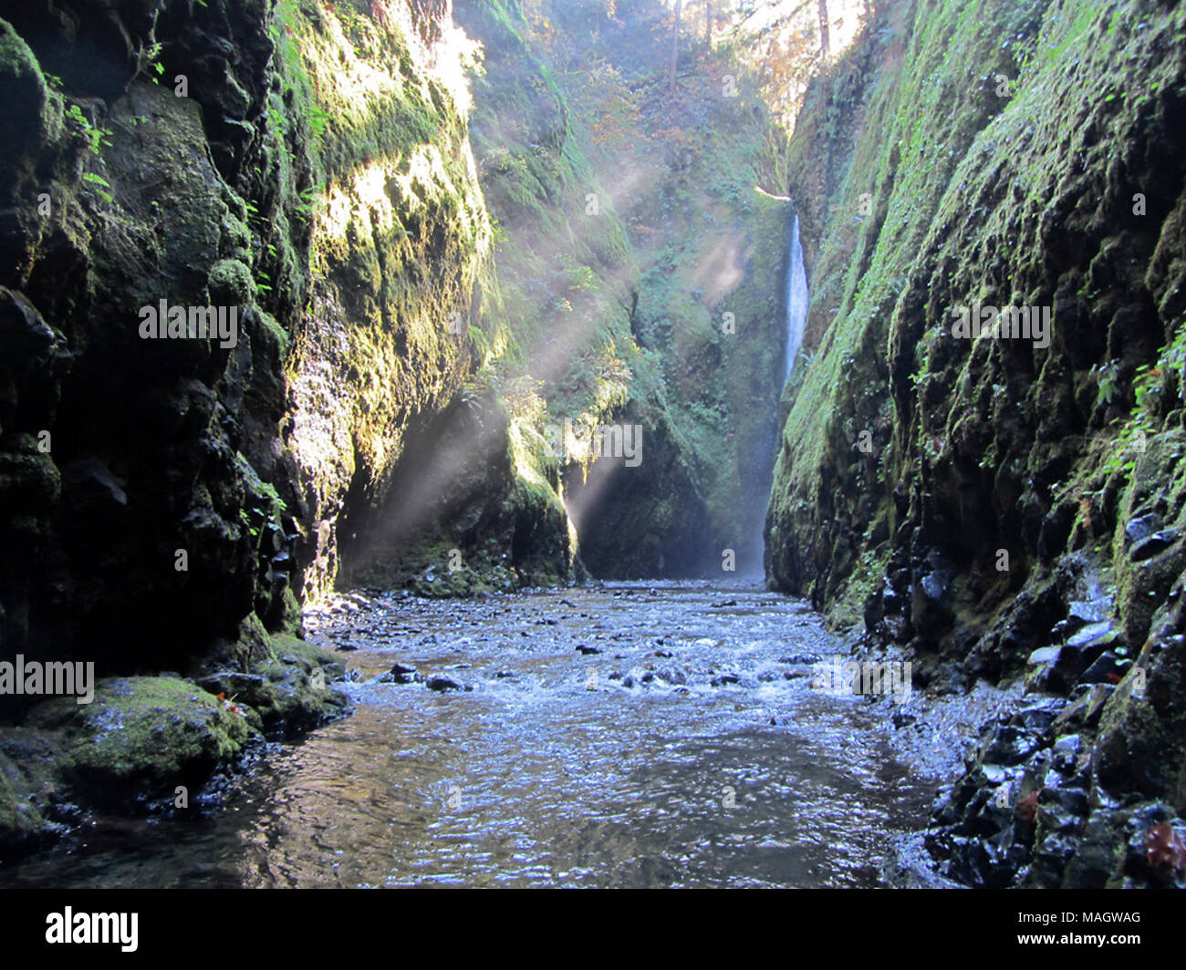 Oneonta Gorge at Columbia River Gorge in OR Stock Photo - Alamy