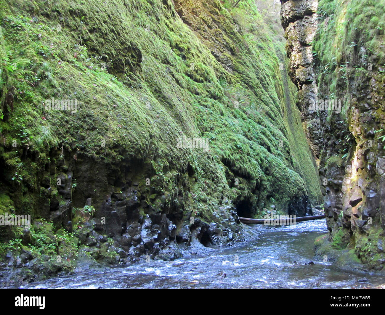Oneonta Gorge at Columbia River Gorge in OR Stock Photo - Alamy