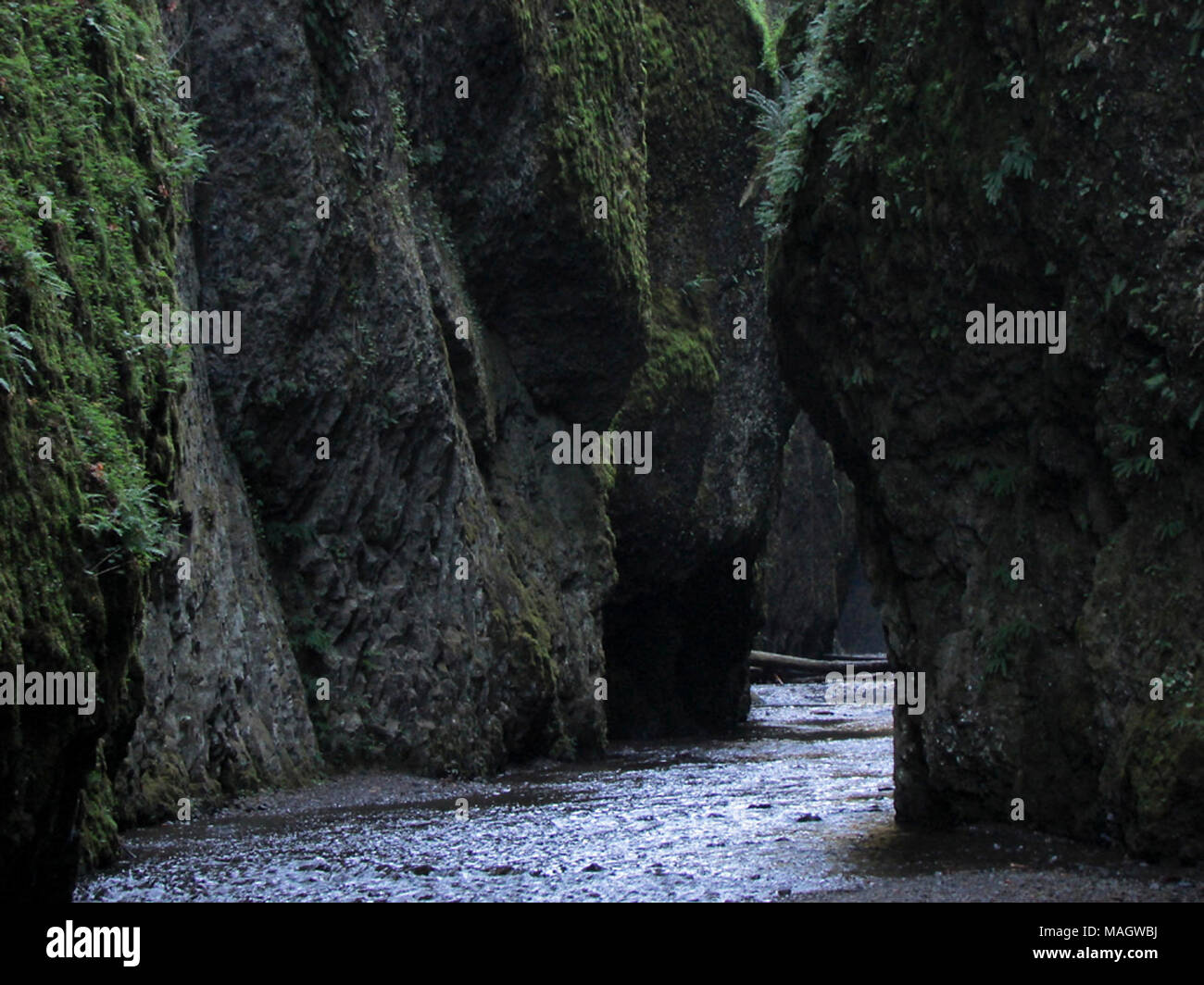 Oneonta Gorge at Columbia River Gorge in OR Stock Photo - Alamy