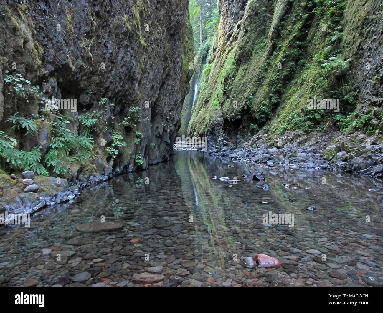 Oneonta Gorge at Columbia River Gorge in OR Stock Photo - Alamy