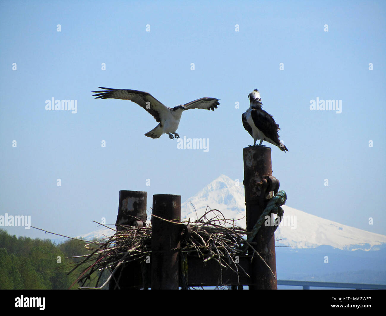 Osprey in WA Stock Photo - Alamy