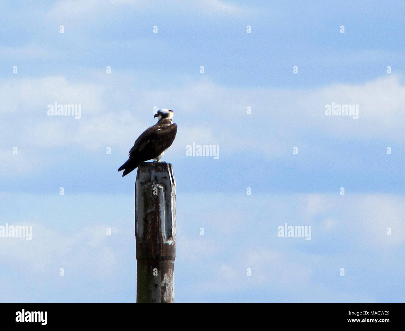 Osprey in WA Stock Photo - Alamy