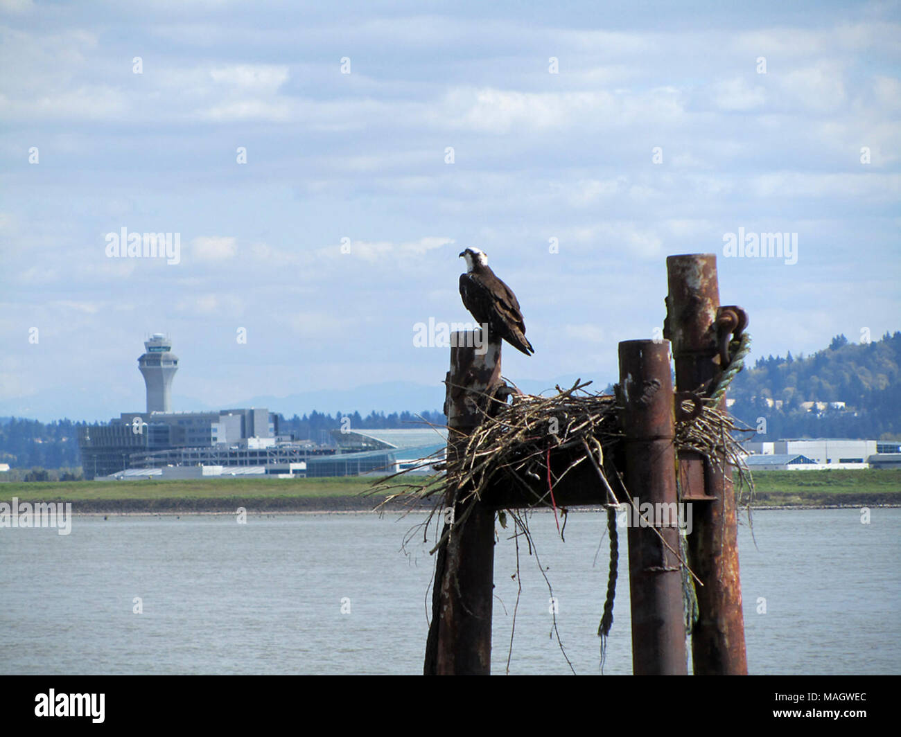 Osprey in WA Stock Photo - Alamy
