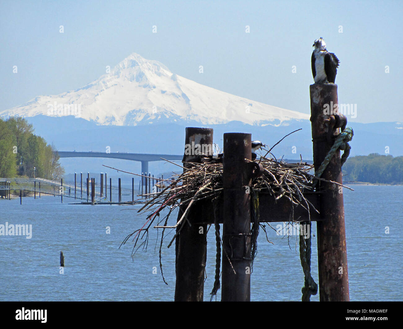 Osprey in WA Stock Photo - Alamy