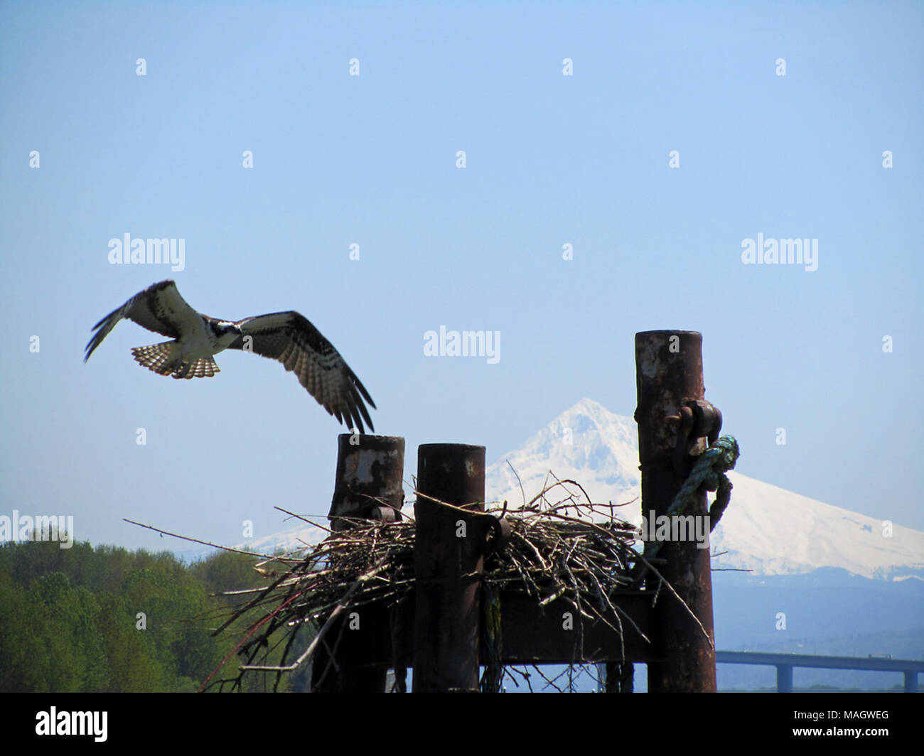 Osprey in WA Stock Photo - Alamy