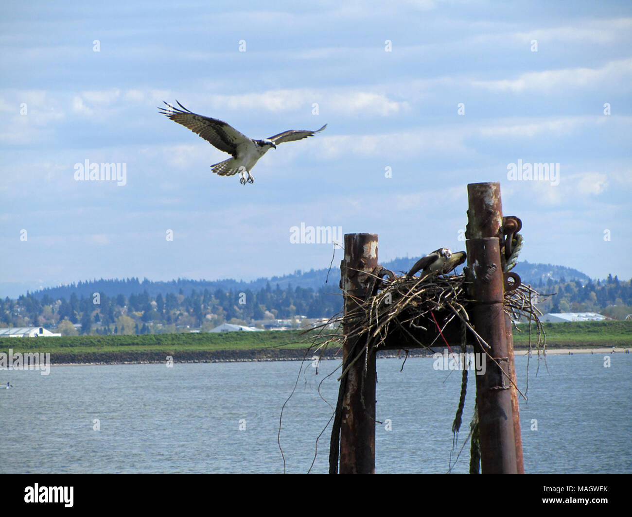 Osprey in WA Stock Photo - Alamy