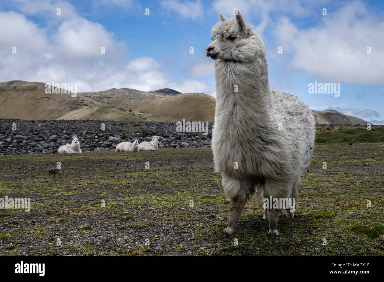 Llamas ecuador hi-res stock photography and images - Alamy