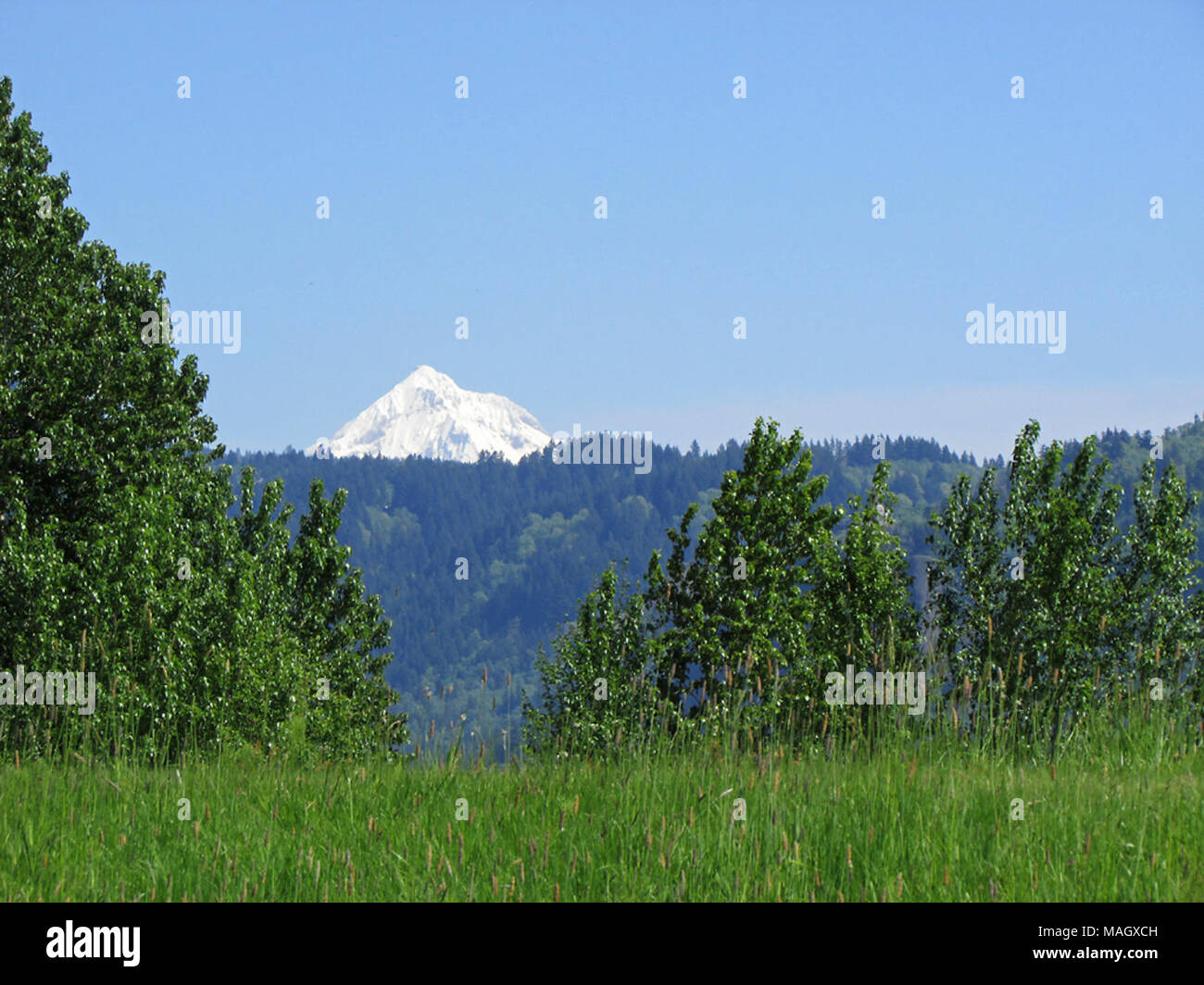 Steigerwald Lake NWR in WA Stock Photo - Alamy