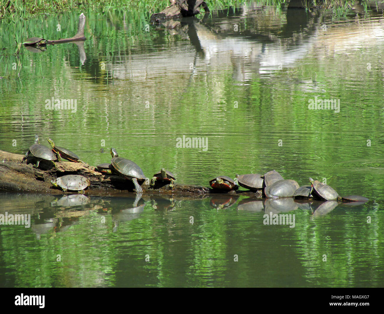 Western Turtles at Steigerwald Lake NWR in WA Stock Photo - Alamy
