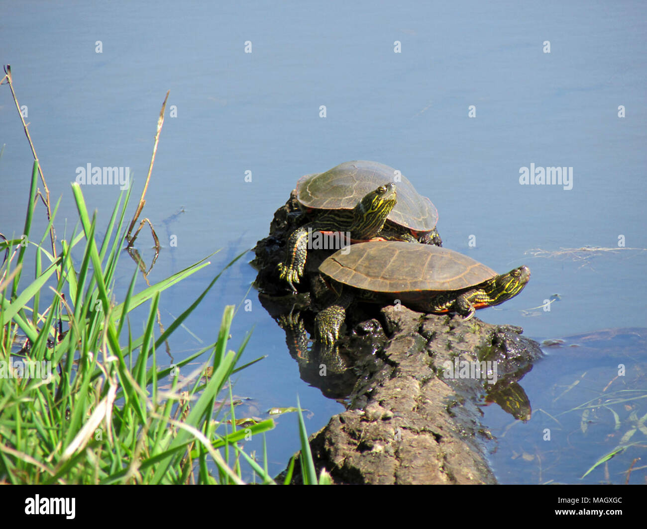 Western Turtles at Steigerwald Lake NWR in WA Stock Photo - Alamy