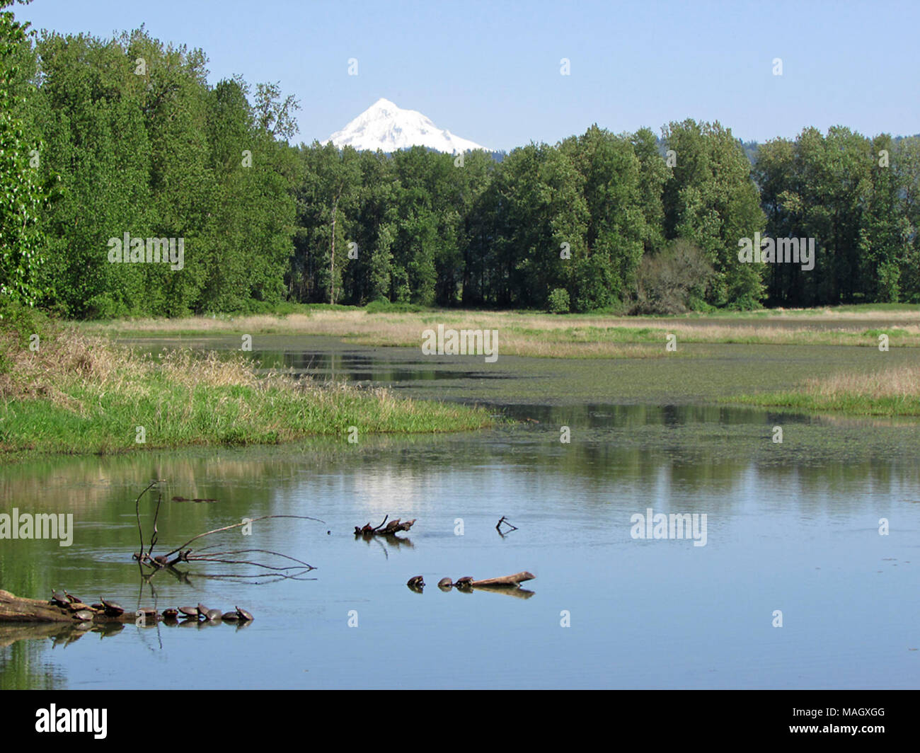 Western Turtles at Steigerwald Lake NWR in WA Stock Photo - Alamy