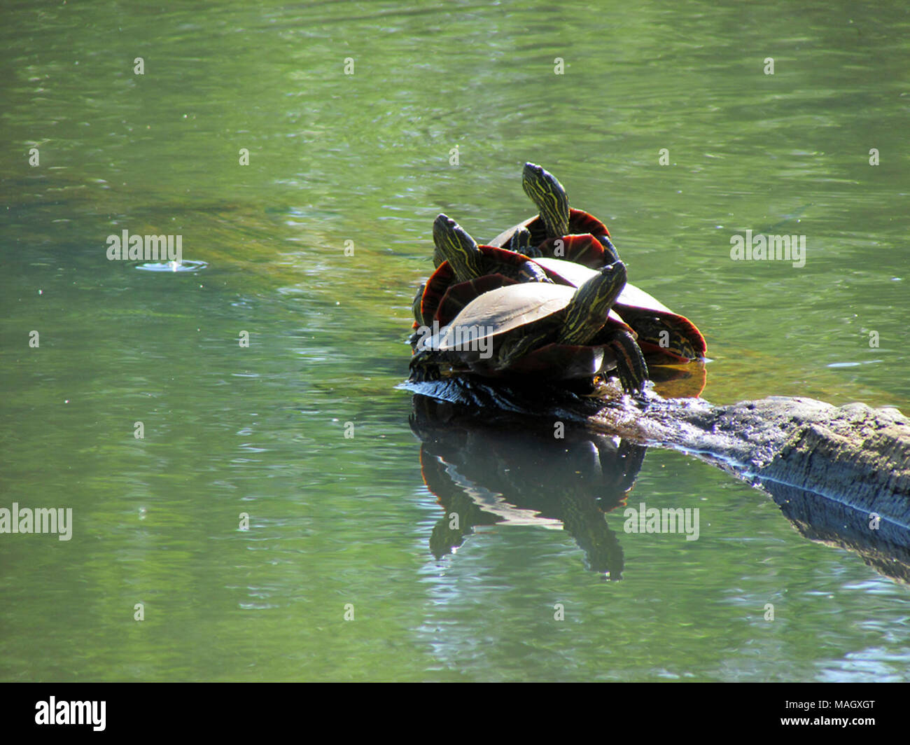 Western Turtles at Steigerwald Lake NWR in WA Stock Photo - Alamy