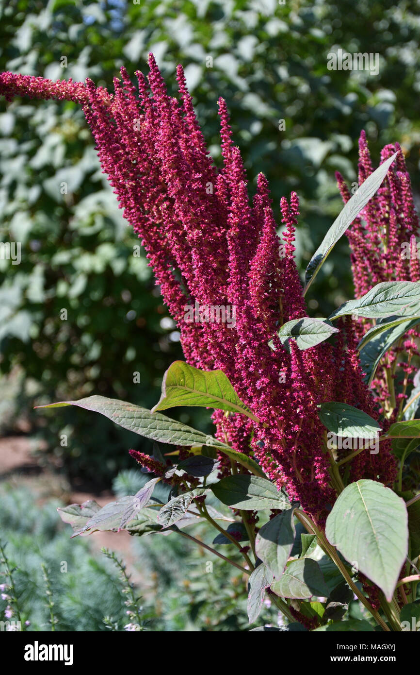 Amaranthaceae family hi-res stock photography and images - Alamy