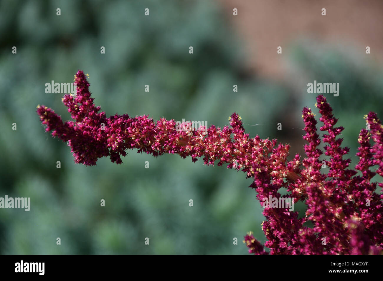 Amaranth One Family Amaranthaceae High Resolution Stock Photography and ...
