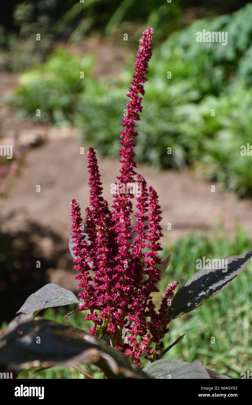 Amaranth is one of the Amaranthaceae family growing on fields May Stock ...