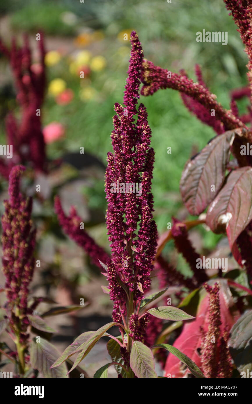 Amaranth is one of the Amaranthaceae family growing on fields May Stock ...