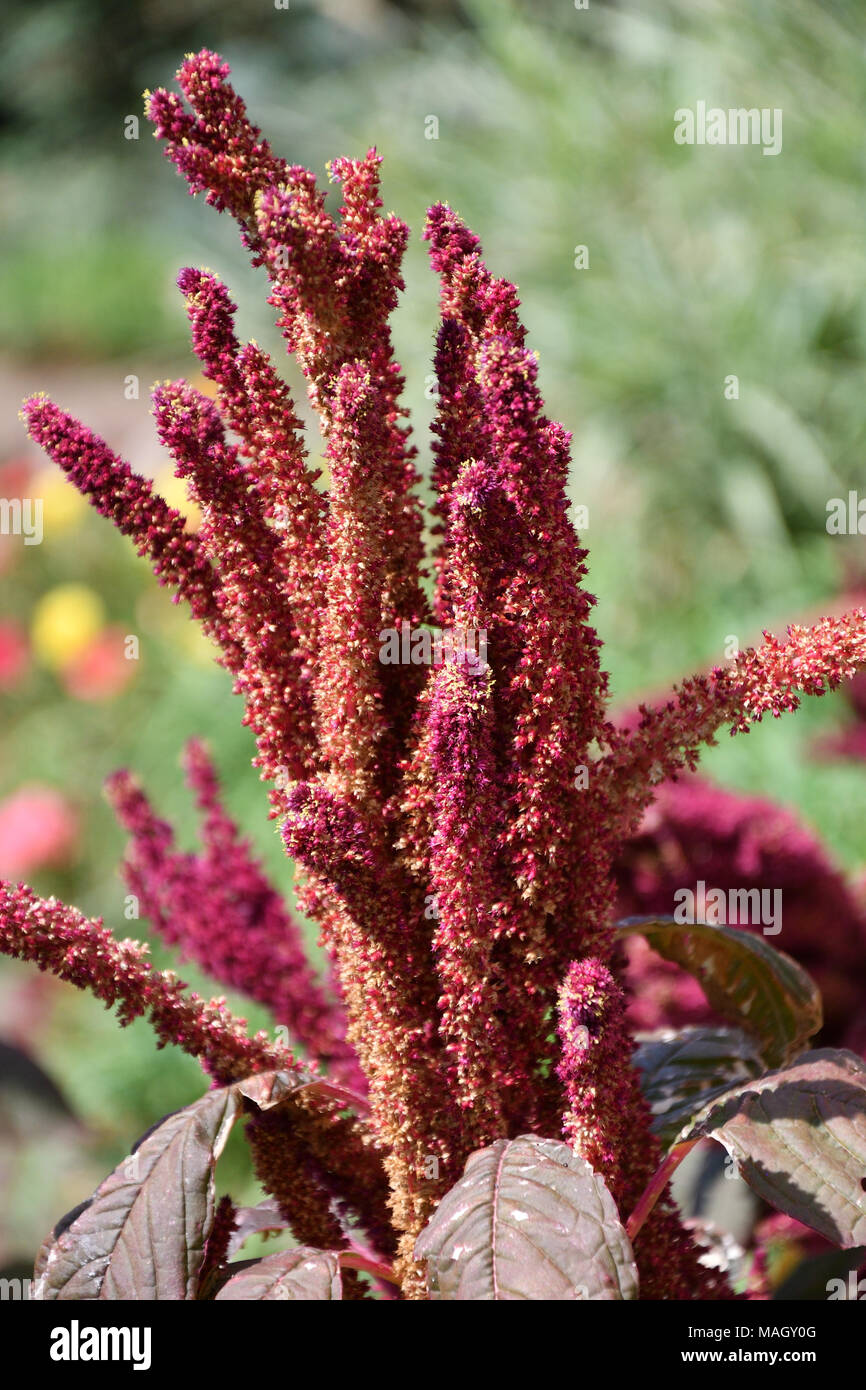 Amaranth is one of the Amaranthaceae family growing on fields May Stock ...