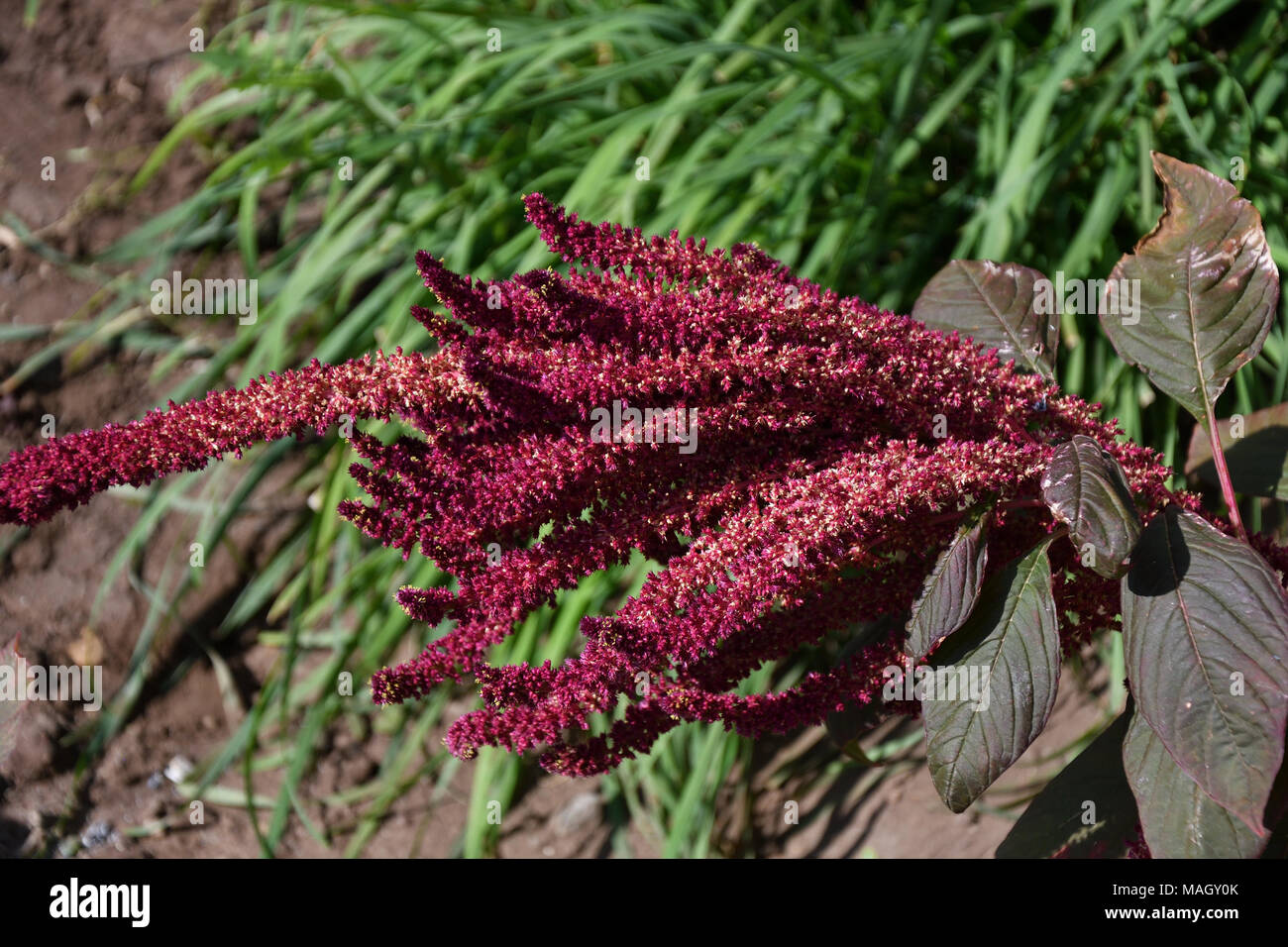 Amaranth is one of the Amaranthaceae family growing on fields May Stock ...