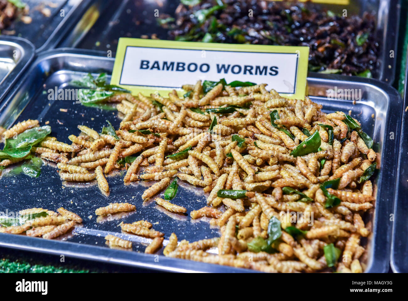 Bamboo worms, Chaing Mai, Thailand Stock Photo - Alamy