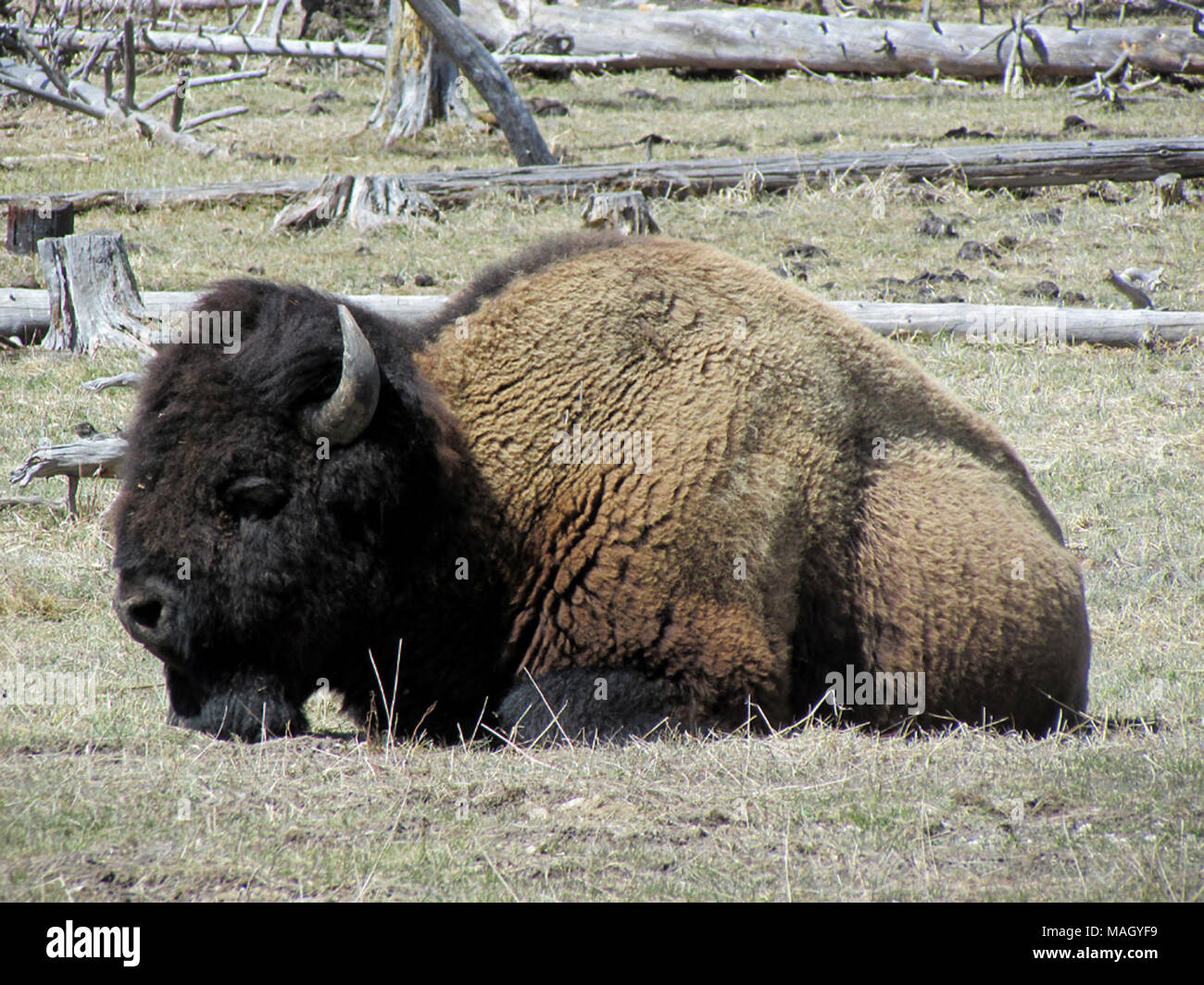 Yellowstone NP in WY Stock Photo - Alamy