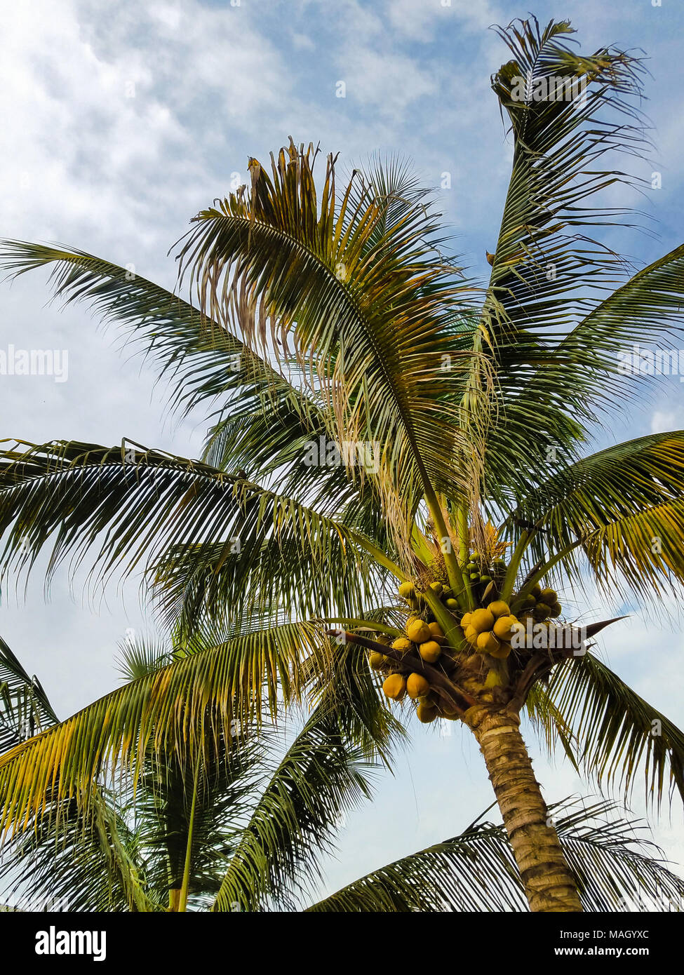 Miami beach coconut palm tree hi-res stock photography and images - Alamy