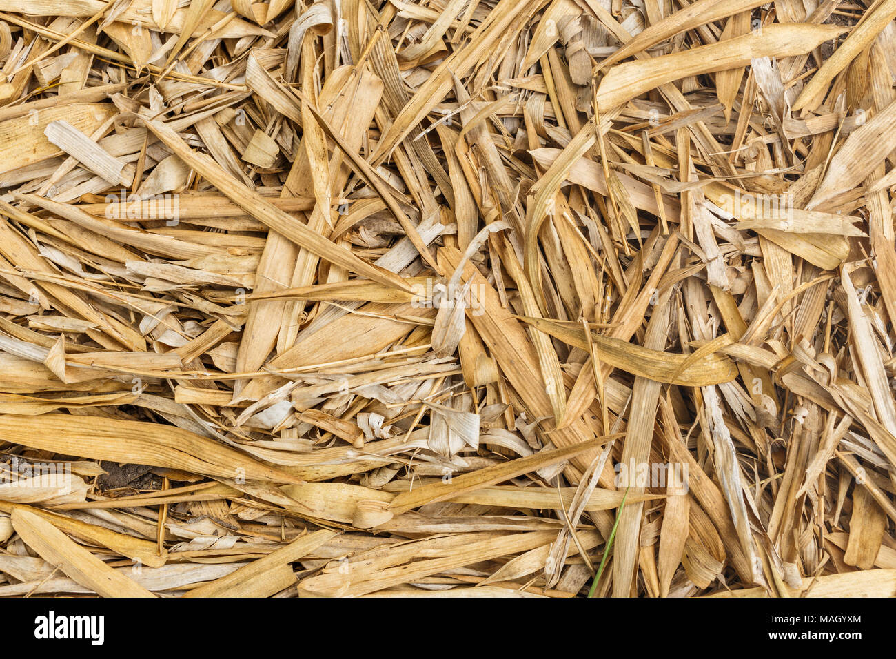 Dried bamboo leaves on ground in autumn garden Stock Photo - Alamy