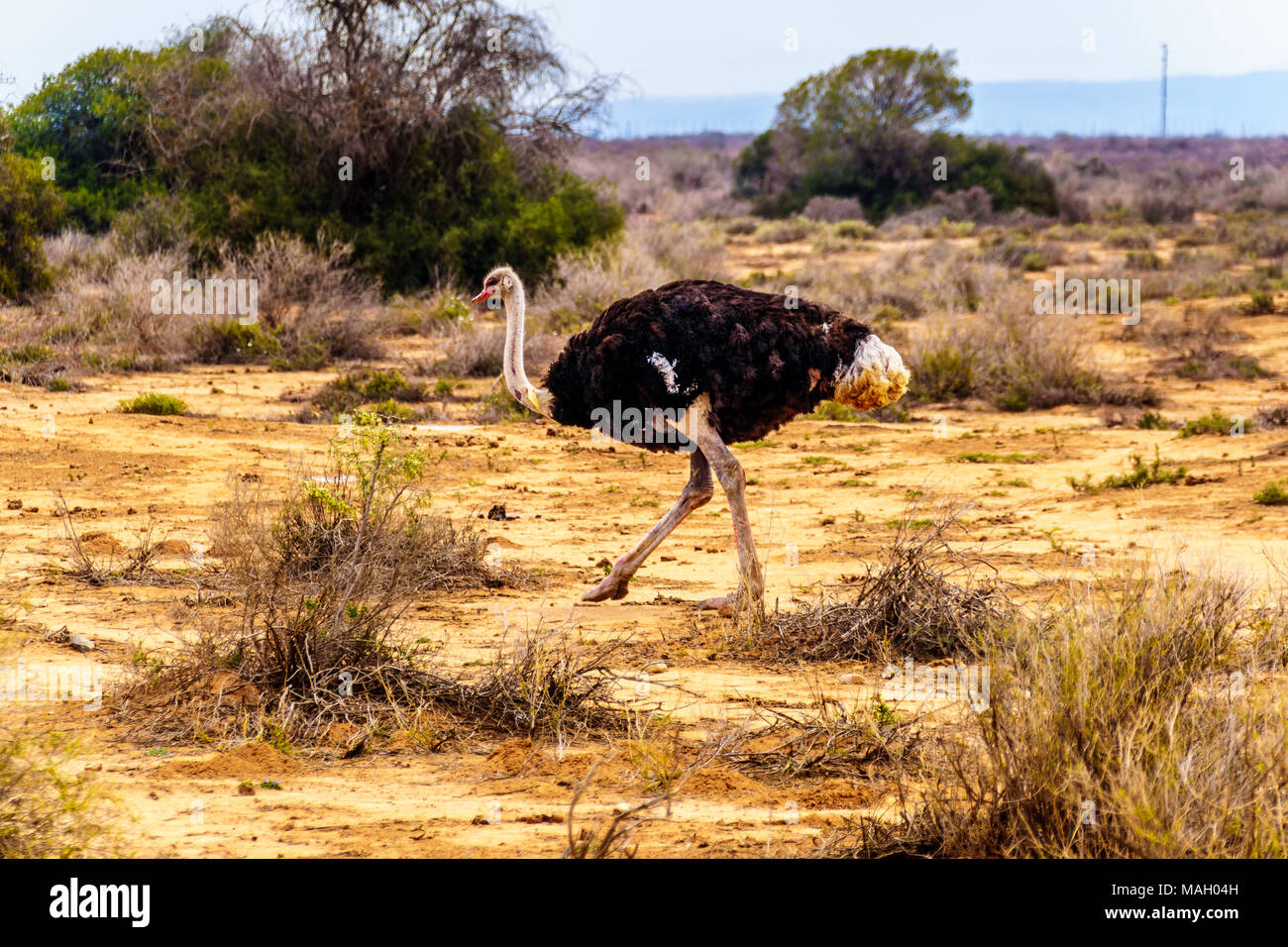 Big karoo hi-res stock photography and images - Alamy