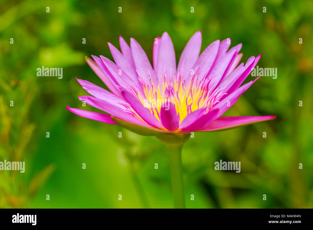 Pink lotus flower growing upright on nature background Stock Photo - Alamy
