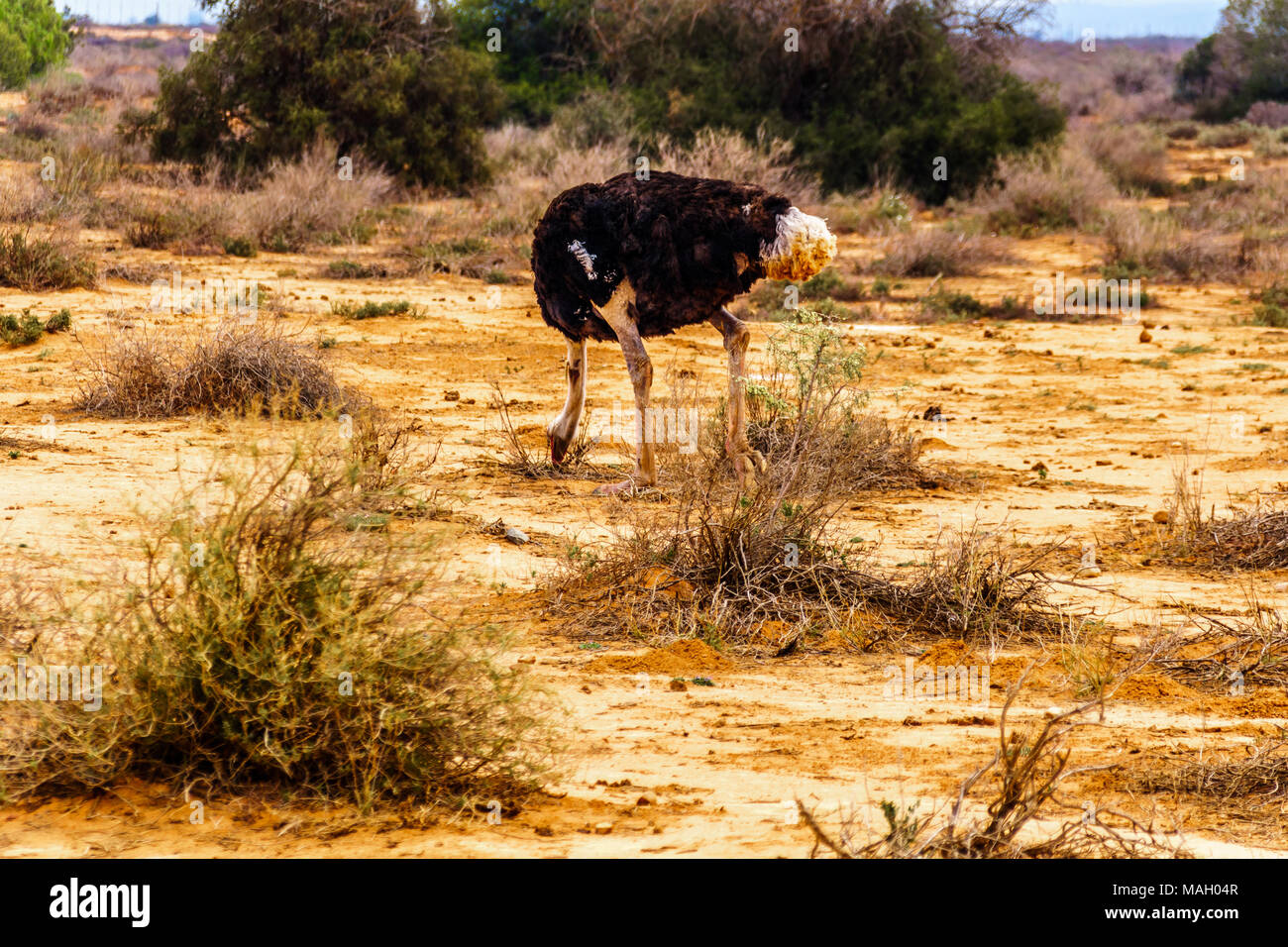 Male Ostrich eating of the ground at an Ostrich Farm in Oudtshoorn in ...