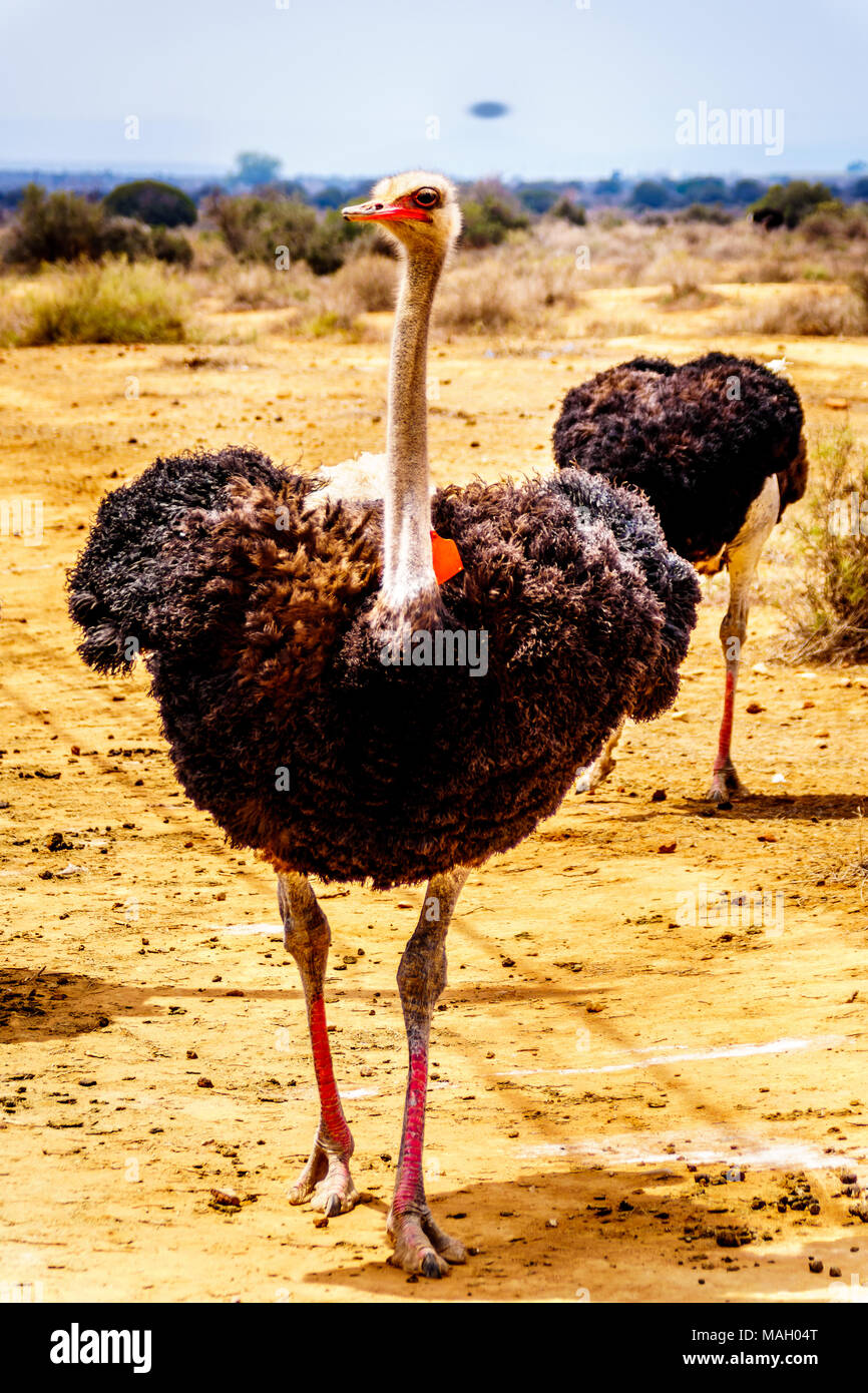 Male Ostrich at an Ostrich Farm in Oudtshoorn in the semi desert Little ...