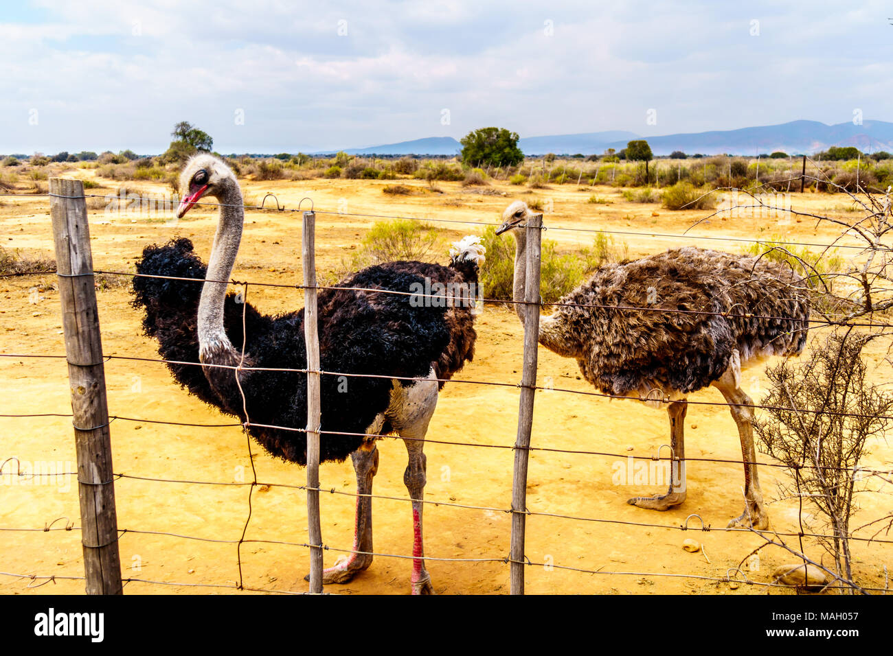 Female Ostrich and Male Ostrich at an Ostrich Farm in Oudtshoorn in the ...