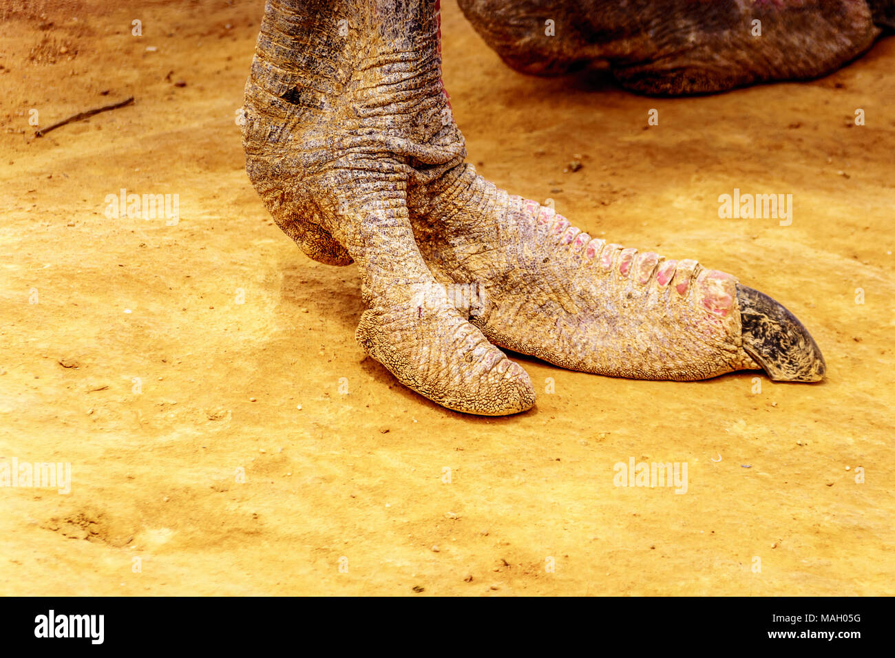 Close up of an Ostrich Foot at an Ostrich Farm in Oudtshoorn in the ...