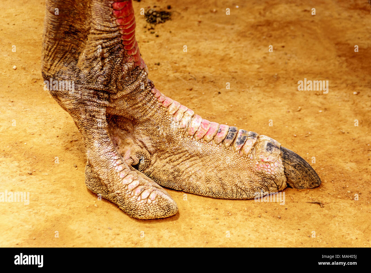 Close up of an Ostrich Foot at an Ostrich Farm in Oudtshoorn in the ...