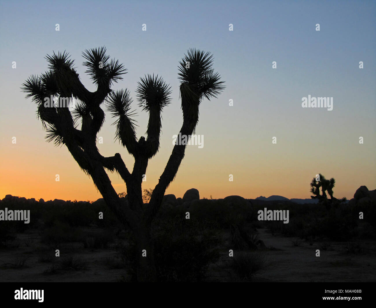 Sunset at Joshua Tree NP in CA Stock Photo - Alamy