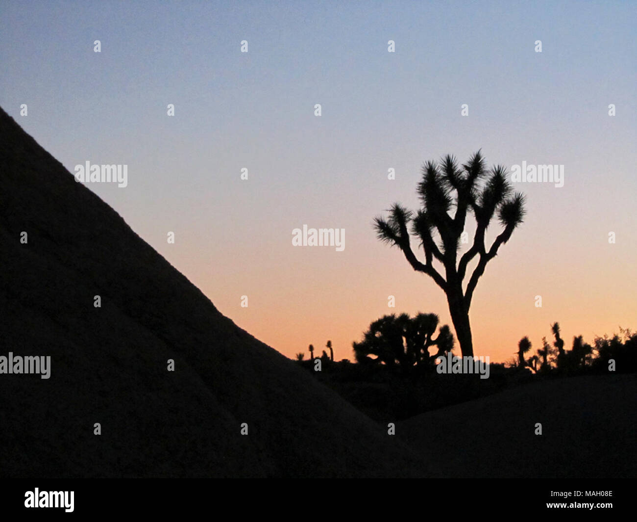 Sunset at Joshua Tree NP in CA Stock Photo - Alamy