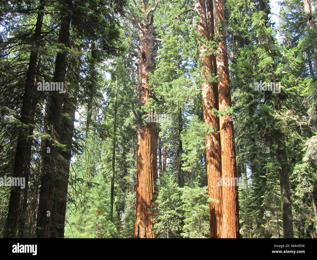Sequoia NP in CA Stock Photo - Alamy