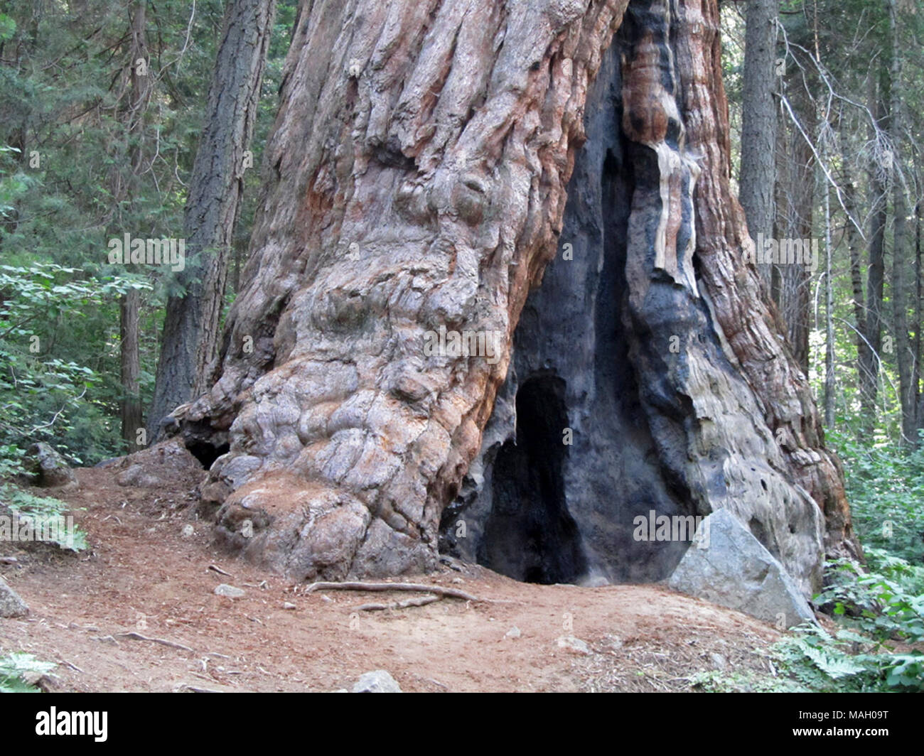 Sequoia NP in CA Stock Photo - Alamy