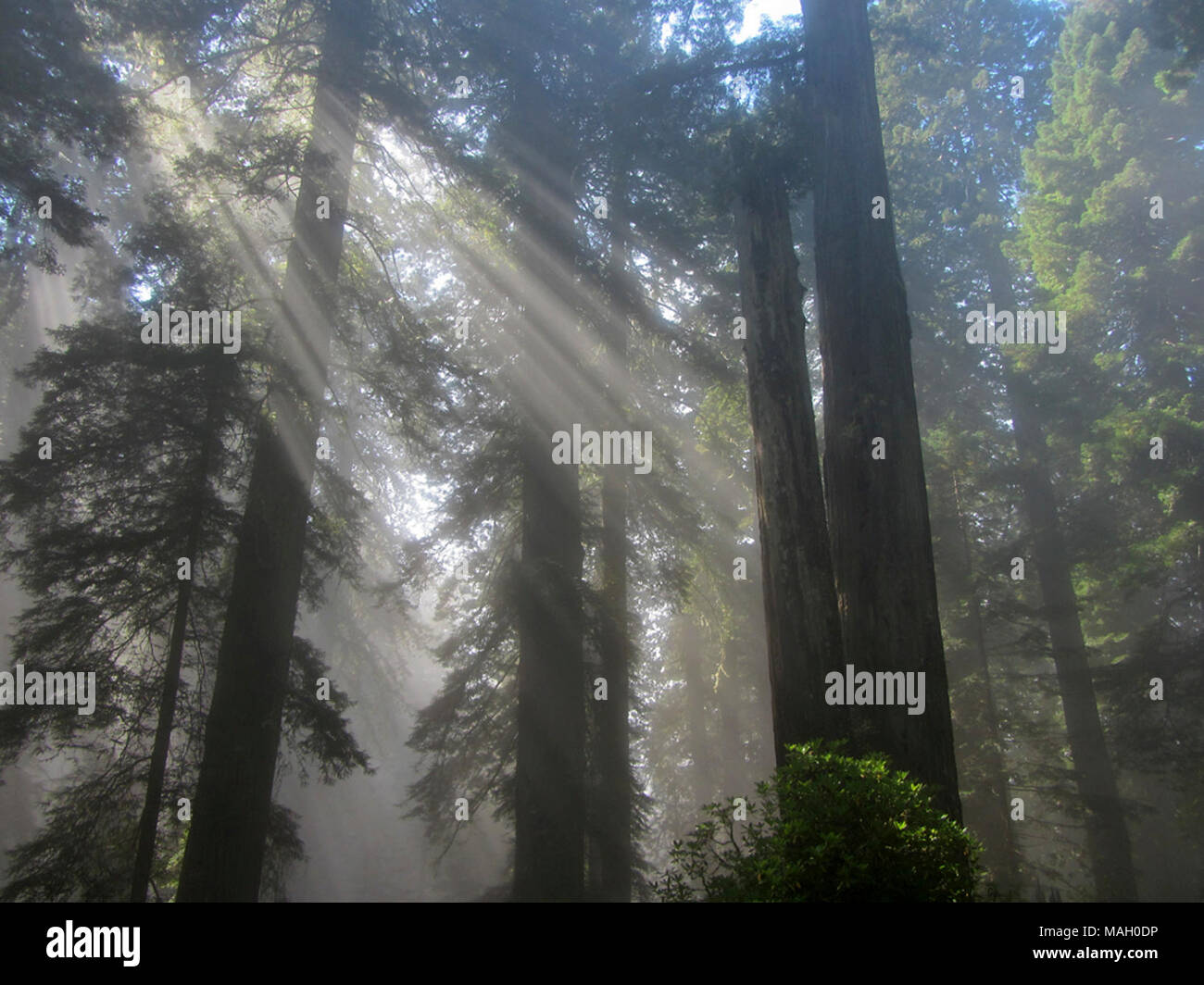 Redwoods in California Stock Photo - Alamy
