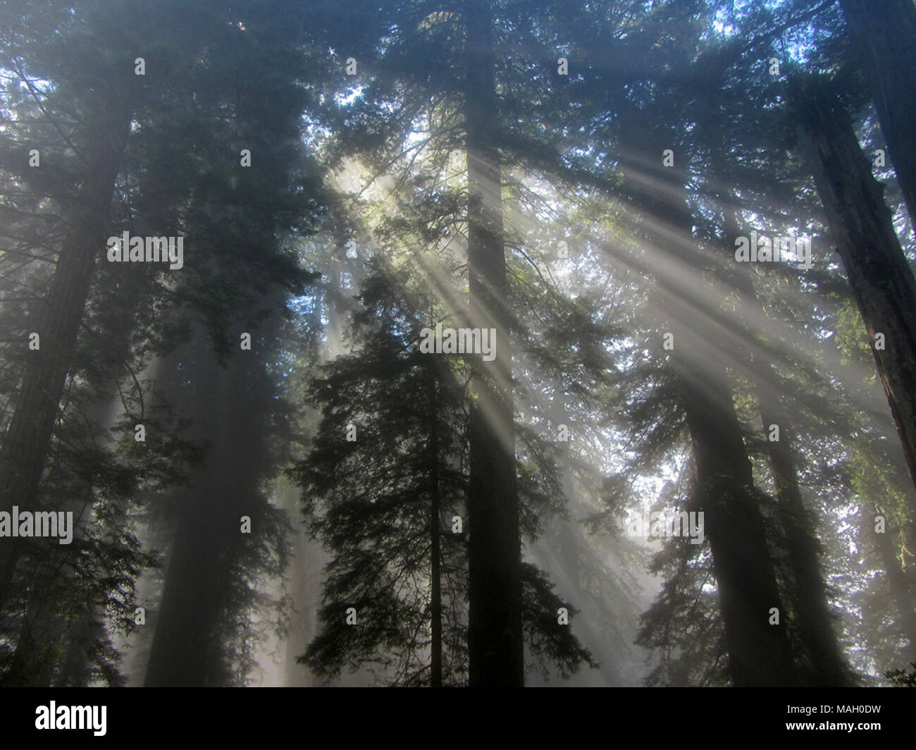 Redwoods in California Stock Photo - Alamy