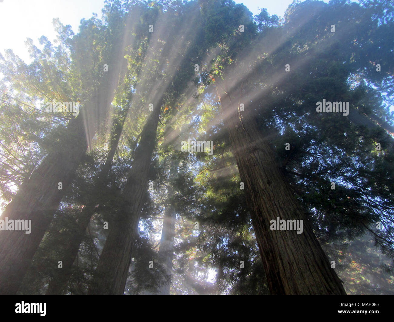 Redwoods in California Stock Photo - Alamy