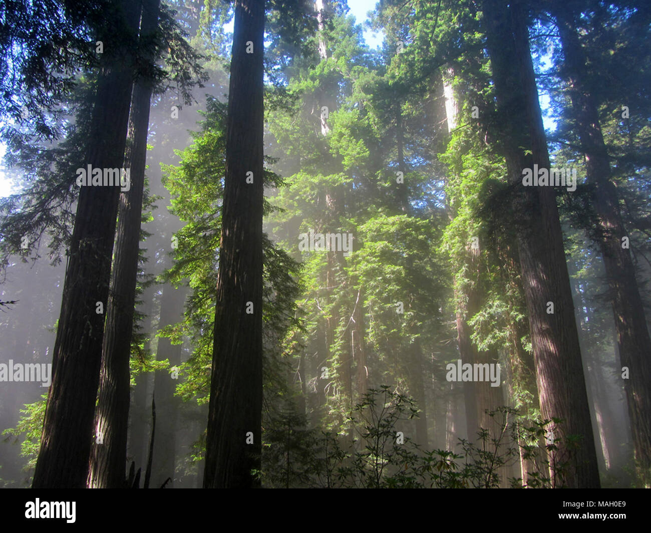 Redwoods in California Stock Photo - Alamy
