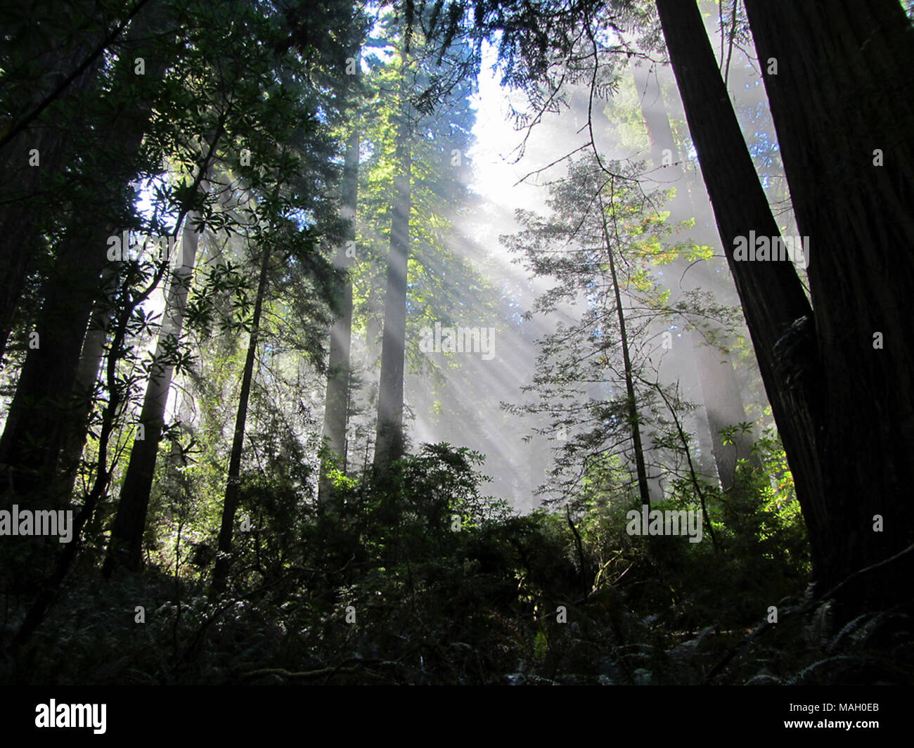 Redwoods in California Stock Photo - Alamy