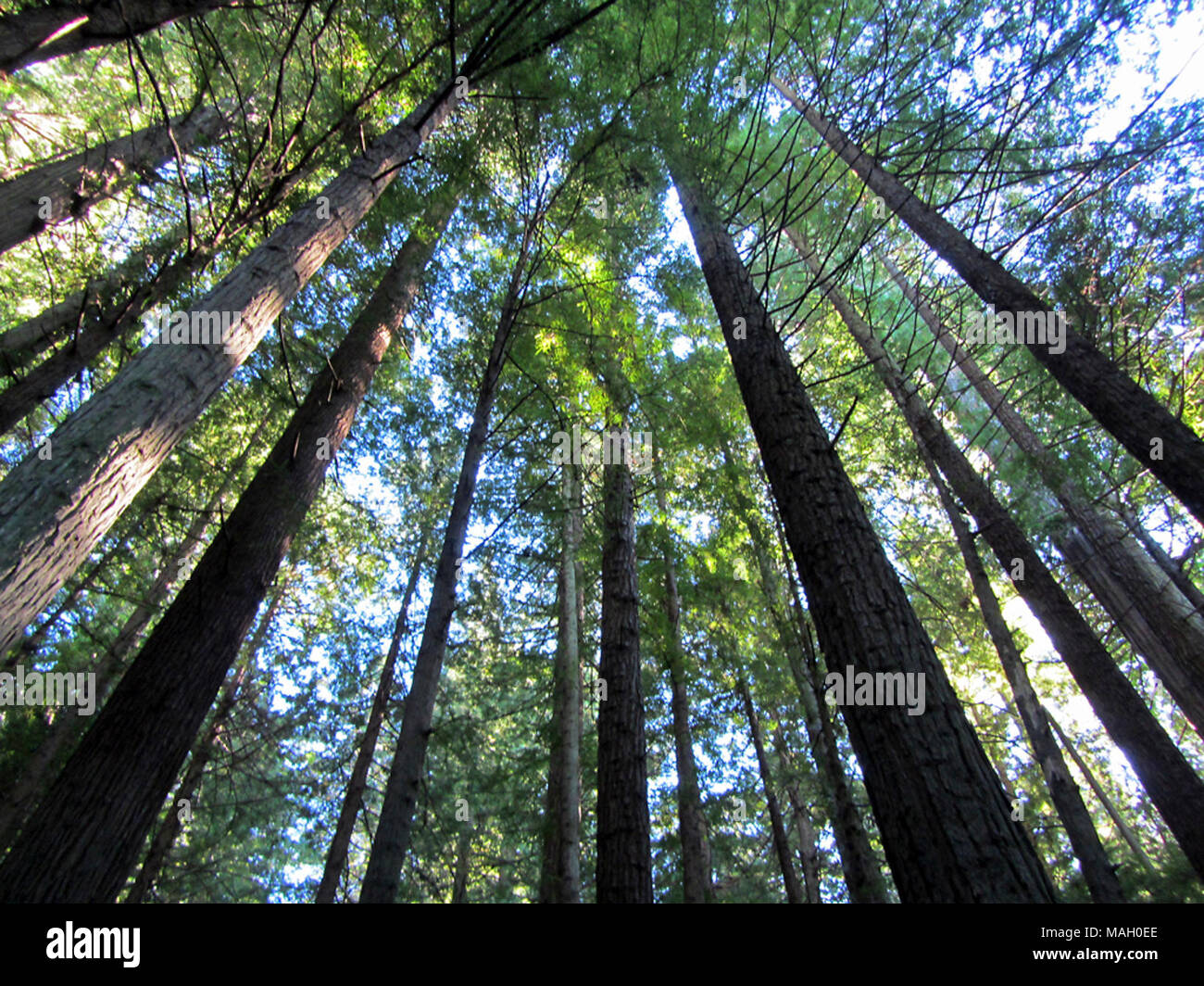 Redwoods in California Stock Photo - Alamy