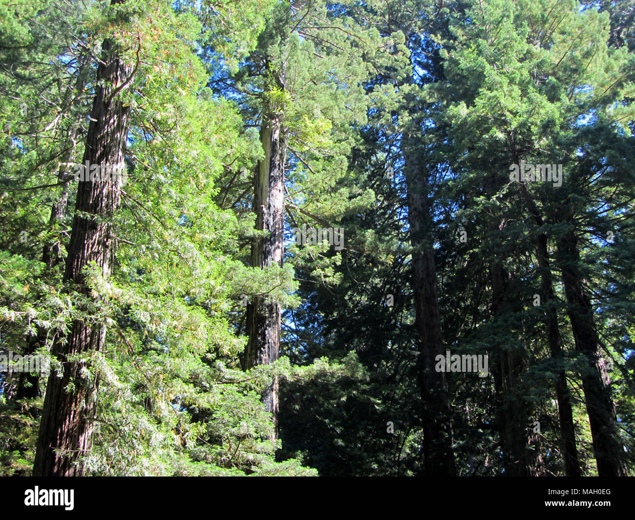 Redwoods in California Stock Photo - Alamy