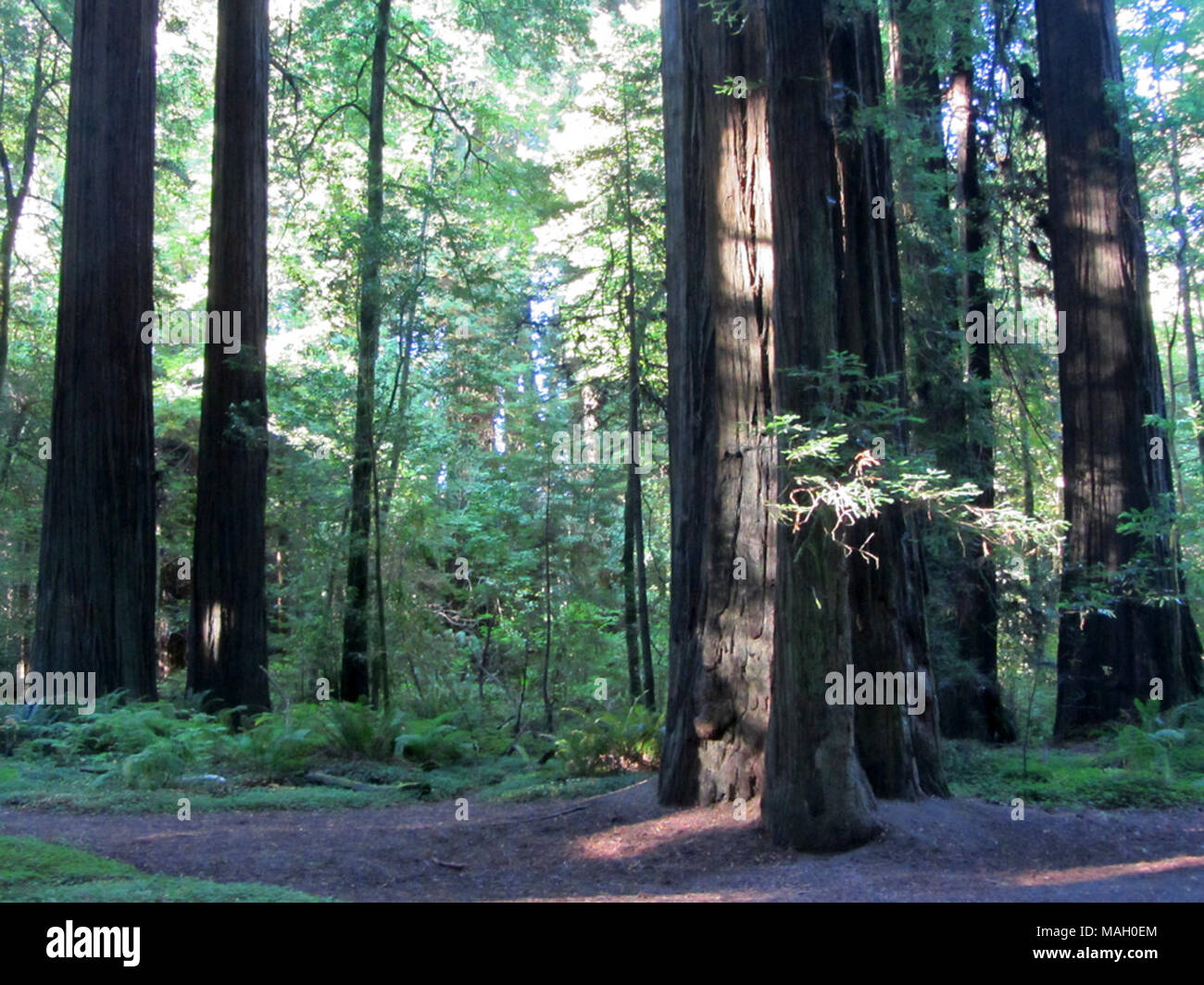 Redwoods in California Stock Photo - Alamy