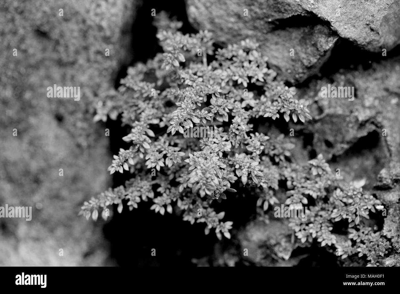 Tree moss growing Black and White Stock Photos & Images - Alamy