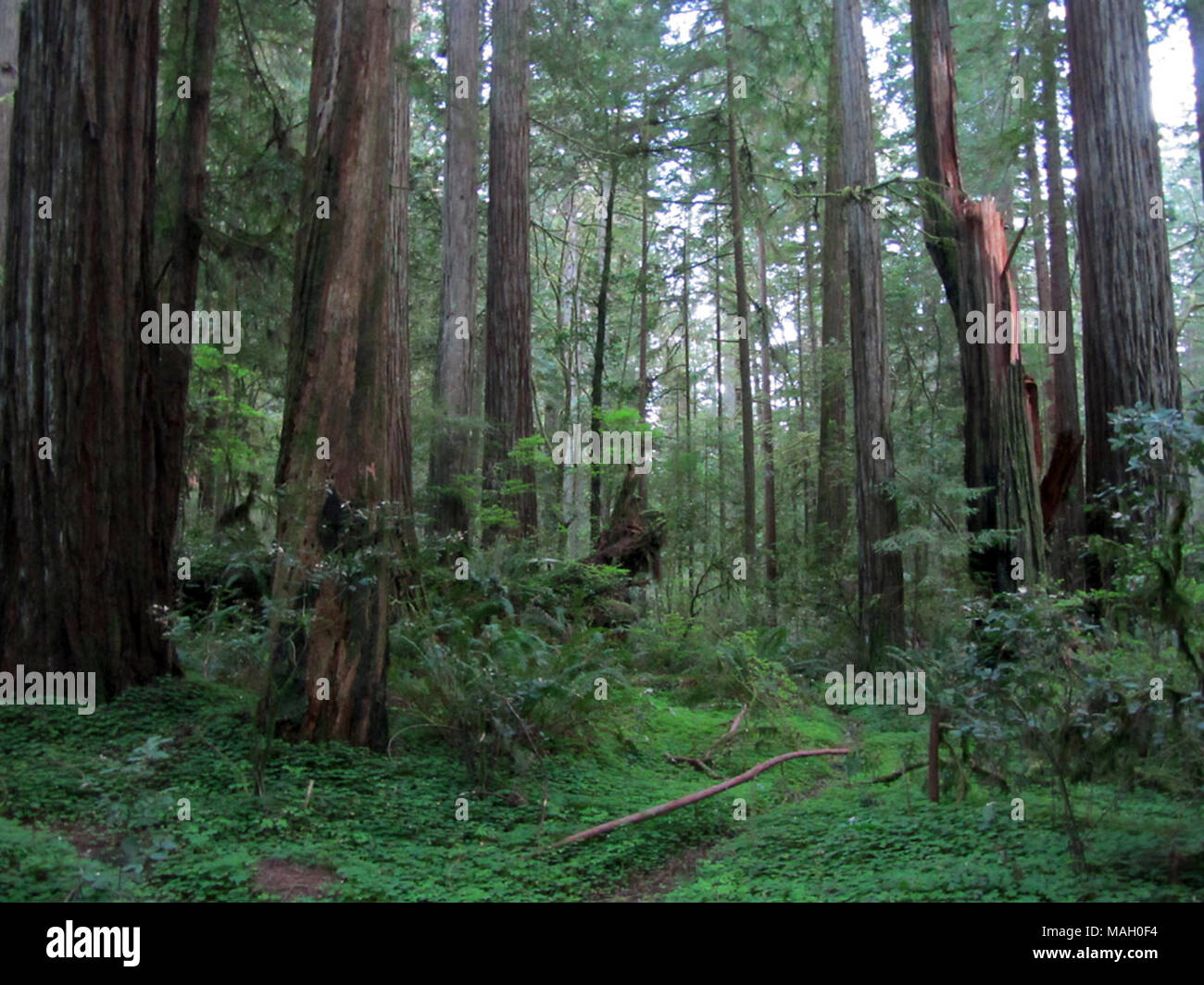 Redwoods in California Stock Photo - Alamy