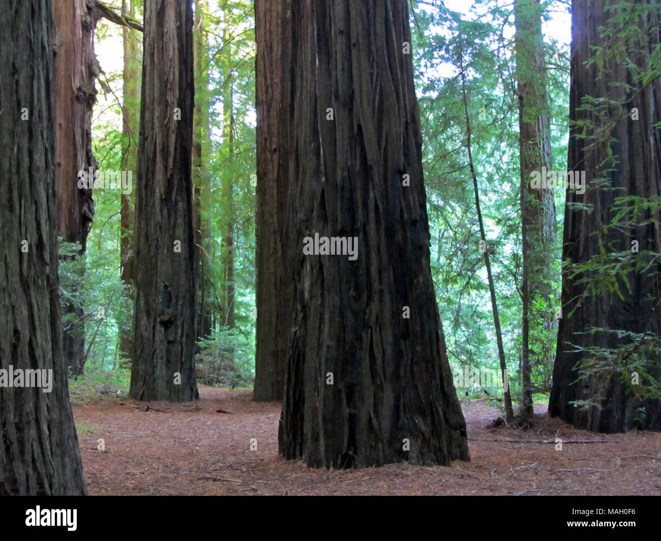 Redwoods in California Stock Photo - Alamy